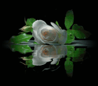 Rest GIFs - Get the best gif on GIFER