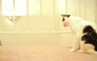 Scared cat GIFs - Get the best gif on GIFER
