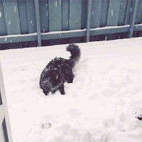 Snowballs GIFs - Get the best gif on GIFER