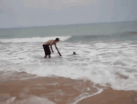 Shark GIFs - Get the best gif on GIFER