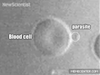 Microscopic GIFs - Get the best gif on GIFER