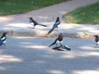 Magpies GIFs - Get the best gif on GIFER