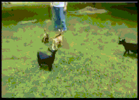 Backflips GIFs - Get the best gif on GIFER