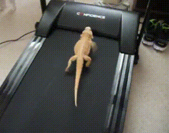 Bearded dragon GIF - Conseguir o melhor gif em GIFER
