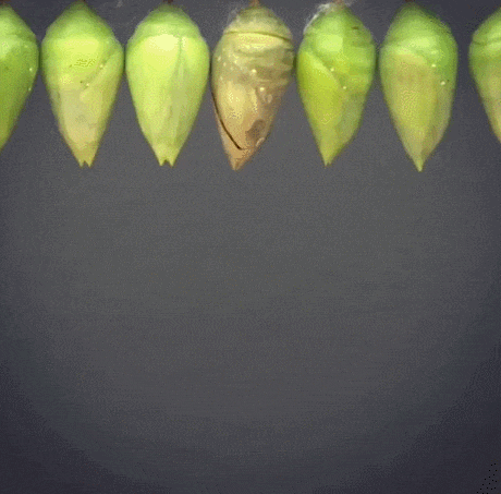 Chrysalis GIFs - Get the best gif on GIFER