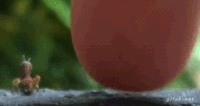 Grasshopper GIFs - Get the best gif on GIFER