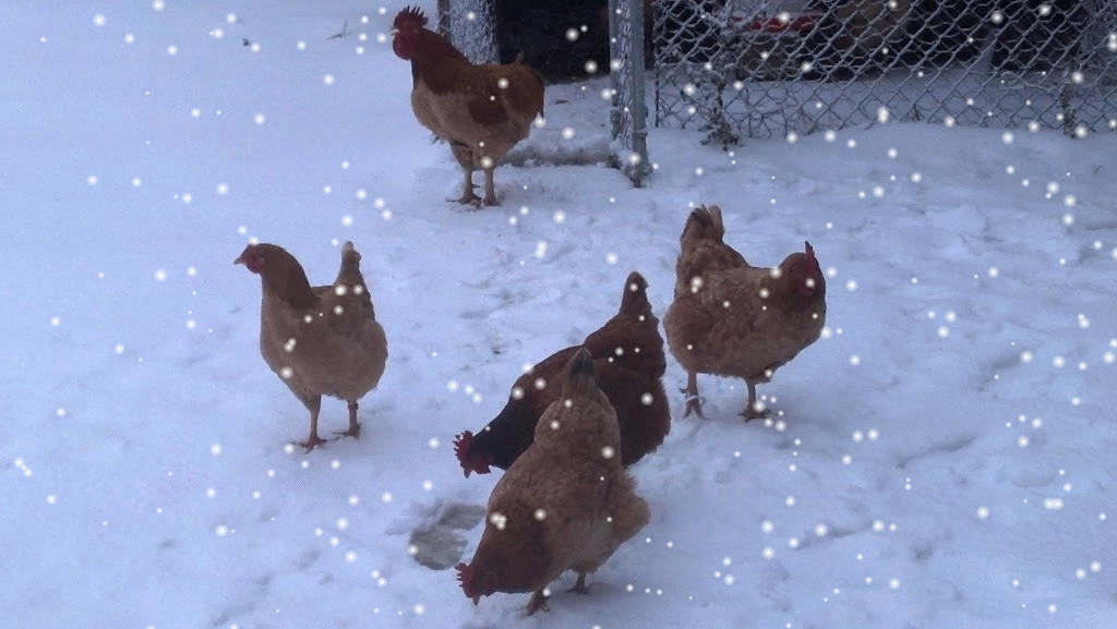 Cornbread GIF - Conseguir o melhor gif em GIFER