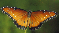 Butterfly GIFs - Get the best gif on GIFER