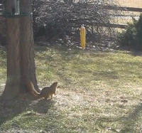 Population pyramid GIF - Conseguir o melhor gif em GIFER