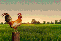 Sunrise GIFs - Get the best gif on GIFER