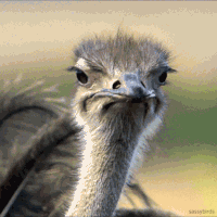 Vogel GIFs - Get the best gif on GIFER