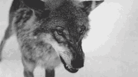 Wolves GIFs - Get the best gif on GIFER