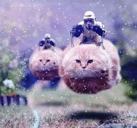 Flying cat GIF - Conseguir o melhor gif em GIFER