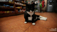 Bodega GIFs - Get the best gif on GIFER