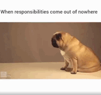 Responsibility GIFs - Get the best gif on GIFER