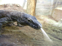 Komodo GIFs - Get the best gif on GIFER