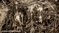 Decomposition GIFs - Get the best gif on GIFER