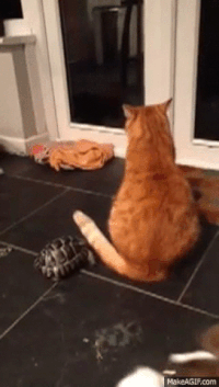 Tortoise GIFs - Get the best gif on GIFER