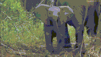 Rahhh GIFs - Get the best gif on GIFER