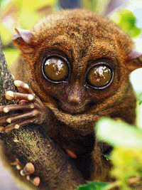 Lemurs GIFs - Get the best gif on GIFER