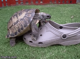 Croc GIFs - Get the best gif on GIFER