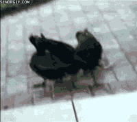 Ente GIFs - Get the best gif on GIFER