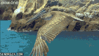Pelican GIFs - Get the best gif on GIFER