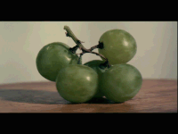 Grape GIFs - Get the best gif on GIFER