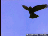 Crows GIFs - Get the best gif on GIFER
