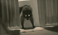 Racoon GIFs - Get the best gif on GIFER