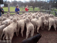 Sheeps GIFs - Get the best gif on GIFER