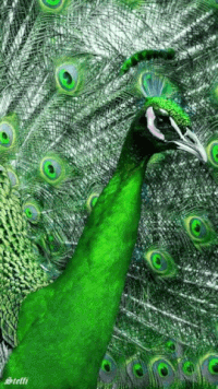 Peacock GIFs - Get the best gif on GIFER