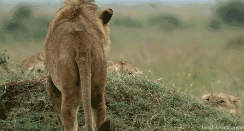 Female lion GIF - Conseguir o melhor gif em GIFER