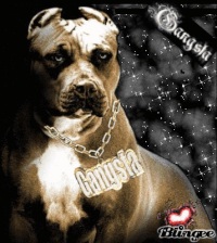 Pitbull GIFs - Get the best gif on GIFER