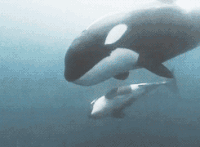 Orca GIFs - Get the best gif on GIFER