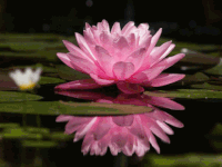 Lotus GIFs - Get the best gif on GIFER