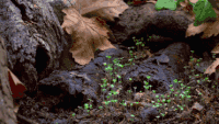Fungi GIFs - Get the best gif on GIFER
