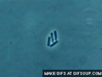 Bacteria GIFs - Get the best gif on GIFER
