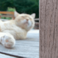 Focusing GIFs - Get the best gif on GIFER