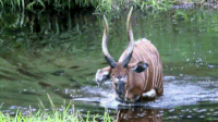 Rainforests GIFs - Get the best gif on GIFER