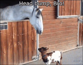 Huhu GIFs - Get the best gif on GIFER