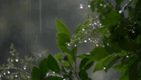 Rainy GIFs - Get the best gif on GIFER