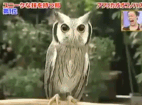 Nett GIFs - Get the best gif on GIFER