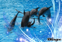 Delfin GIF - Conseguir el mejor gif en GIFER