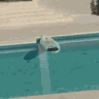 Clever GIFs - Get the best gif on GIFER