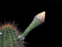 Cactus GIFs - Get the best gif on GIFER