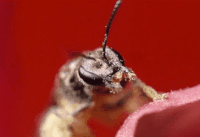 Little honey bee GIFs - Get the best gif on GIFER