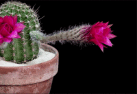 Botany GIFs - Get the best gif on GIFER