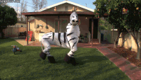 Zebra GIFs - Get the best gif on GIFER