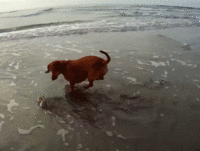 Teckel GIFs - Get the best gif on GIFER